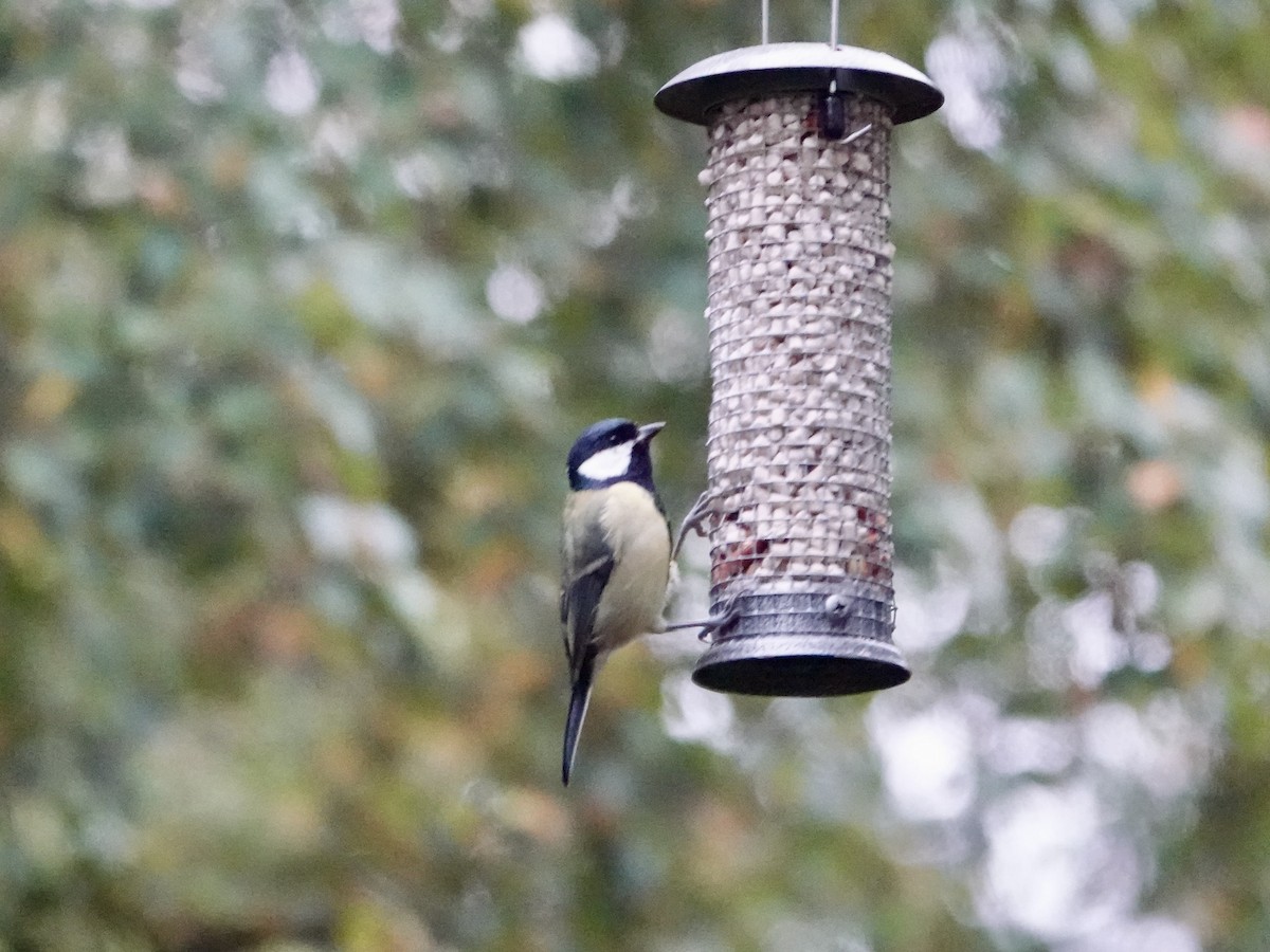 eBird Checklist - 20 Sep 2024 - Weetslade Country Park NWT NR - 18 species