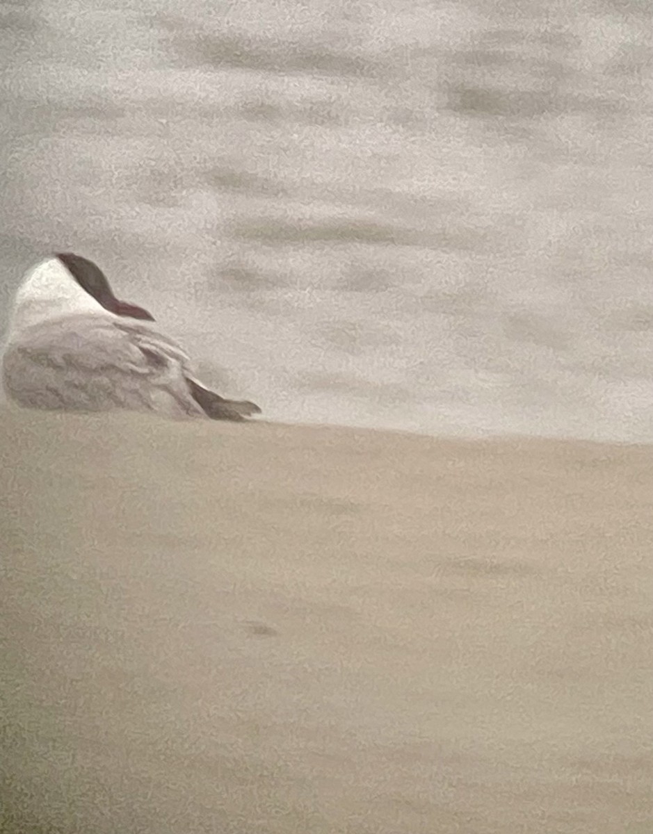 eBird Checklist - 20 Sep 2024 - Wells Harbor--Marshes and Beach - 16 ...
