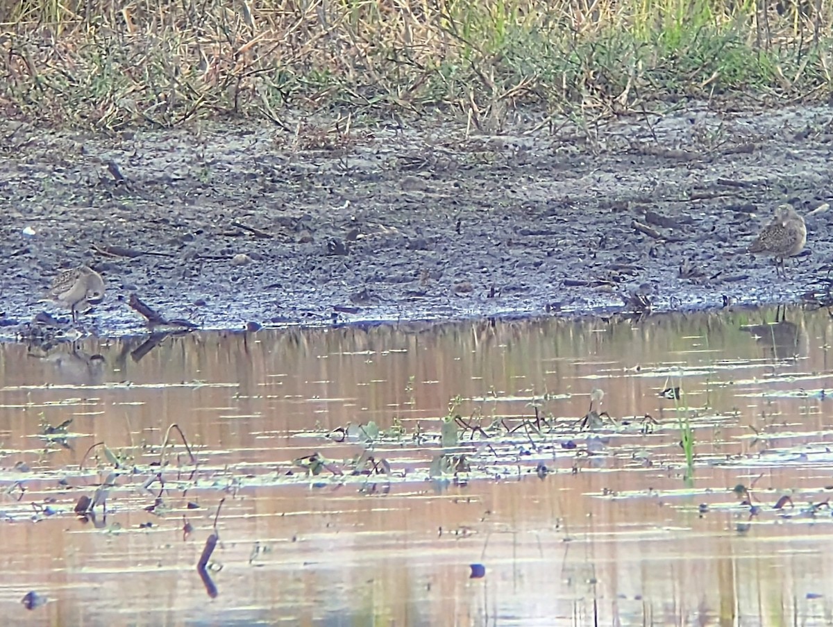 eBird Checklist - 20 Sep 2024 - Litle Road Floodle - 25 species