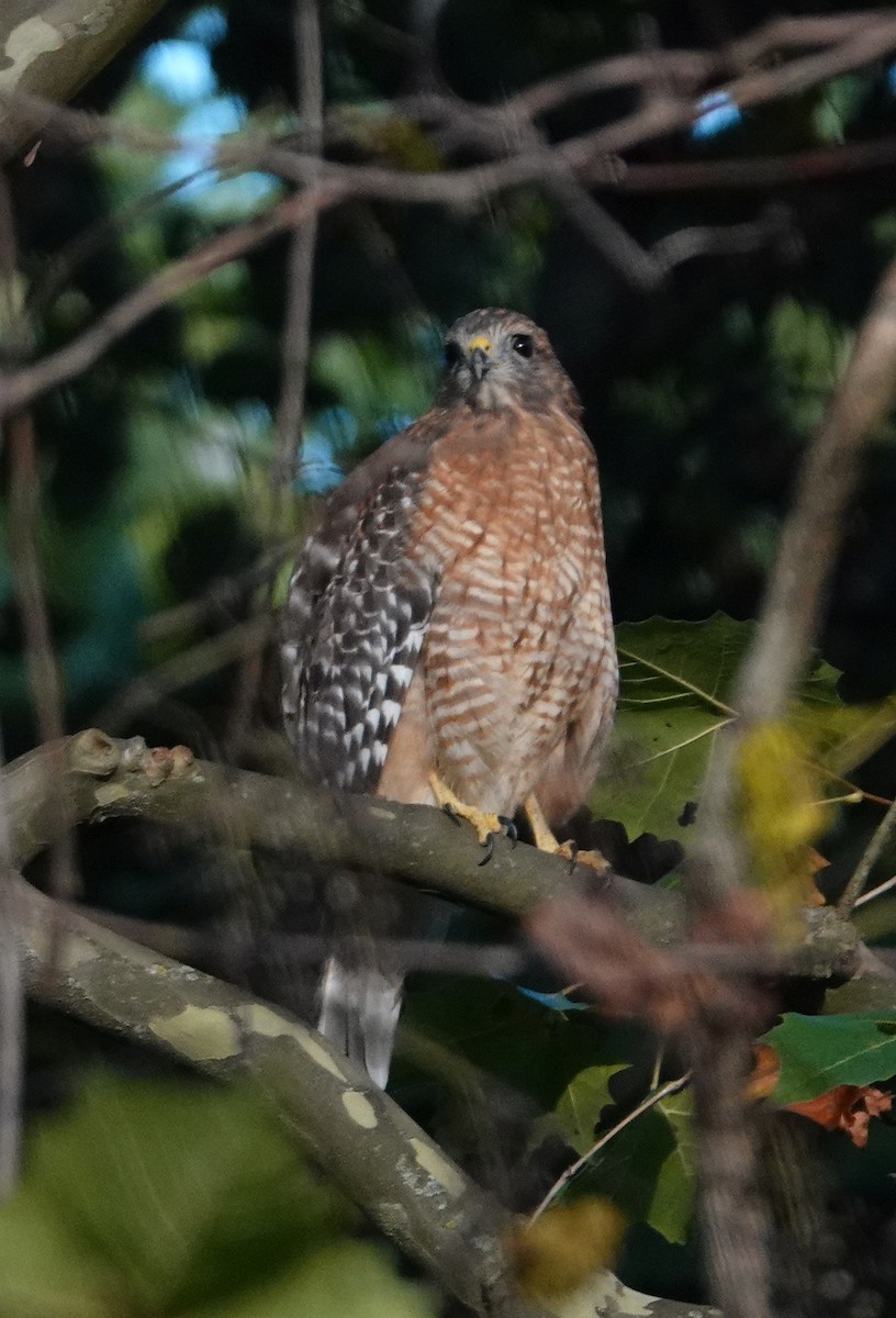 Maryland-DC Breeding Bird Atlas Checklist - 20 Sep 2024 - Croydon Creek ...