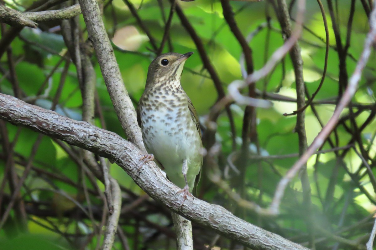 Pennsylvania Bird Atlas Checklist - 11 Sep 2024 - Earl Poole Sanctuary ...