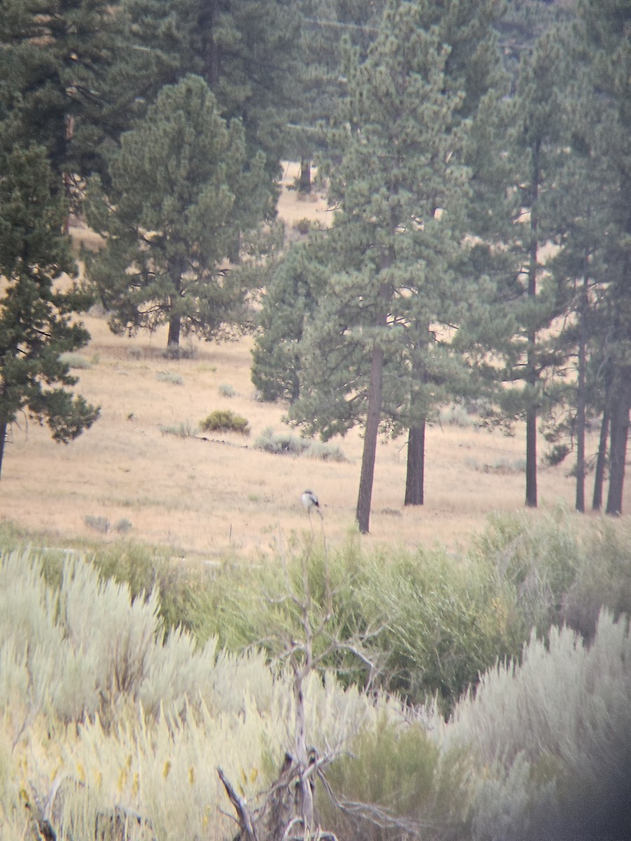 eBird Checklist - 20 Sep 2024 - Quinn Flats (includes lower Fobes Ranch ...