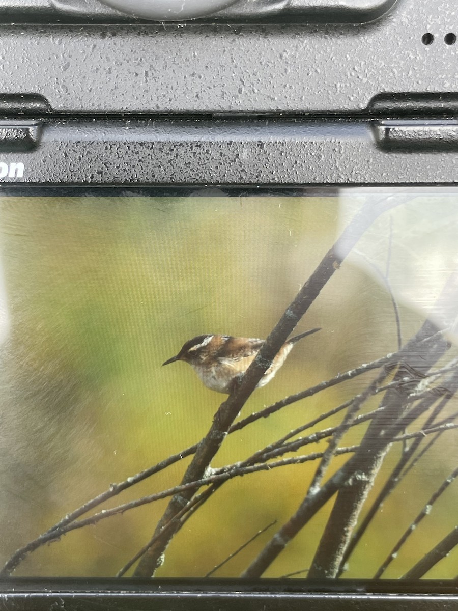 Pennsylvania Bird Atlas Checklist - 20 Sep 2024 - Acme Dam/Chestnut ...