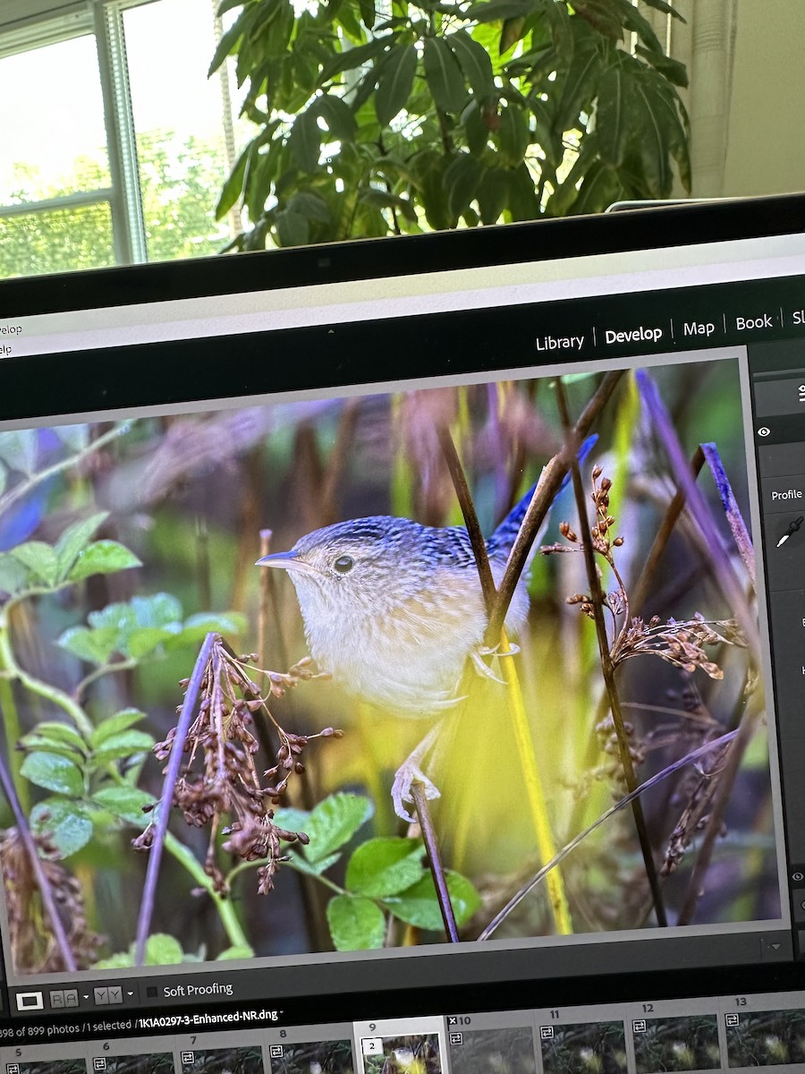 eBird Checklist - 20 Sep 2024 - Acme Dam/Chestnut Ridge Park - 1 species