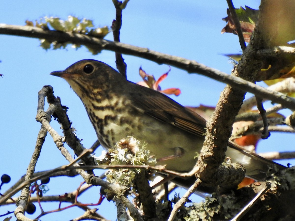 North Carolina Bird Atlas Checklist - 20 Sep 2024 - Brumley Nature ...