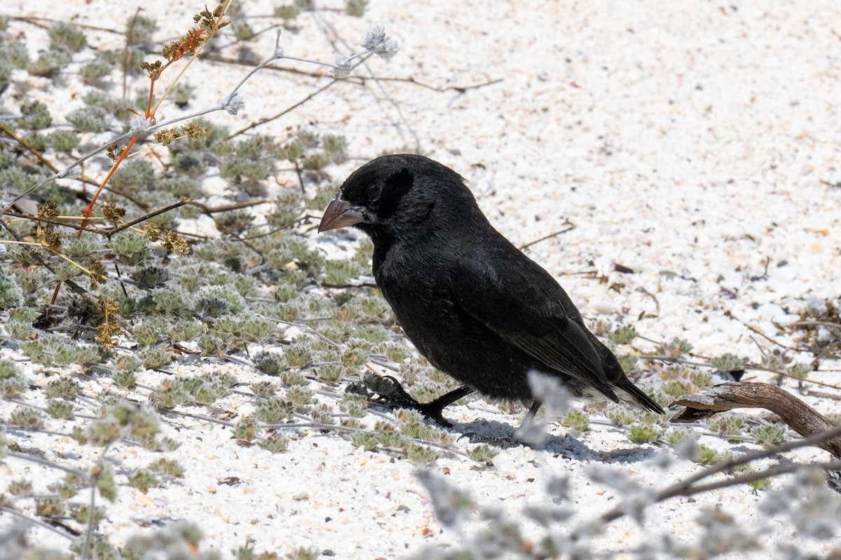 ML623964941 - Medium Ground-Finch - Macaulay Library