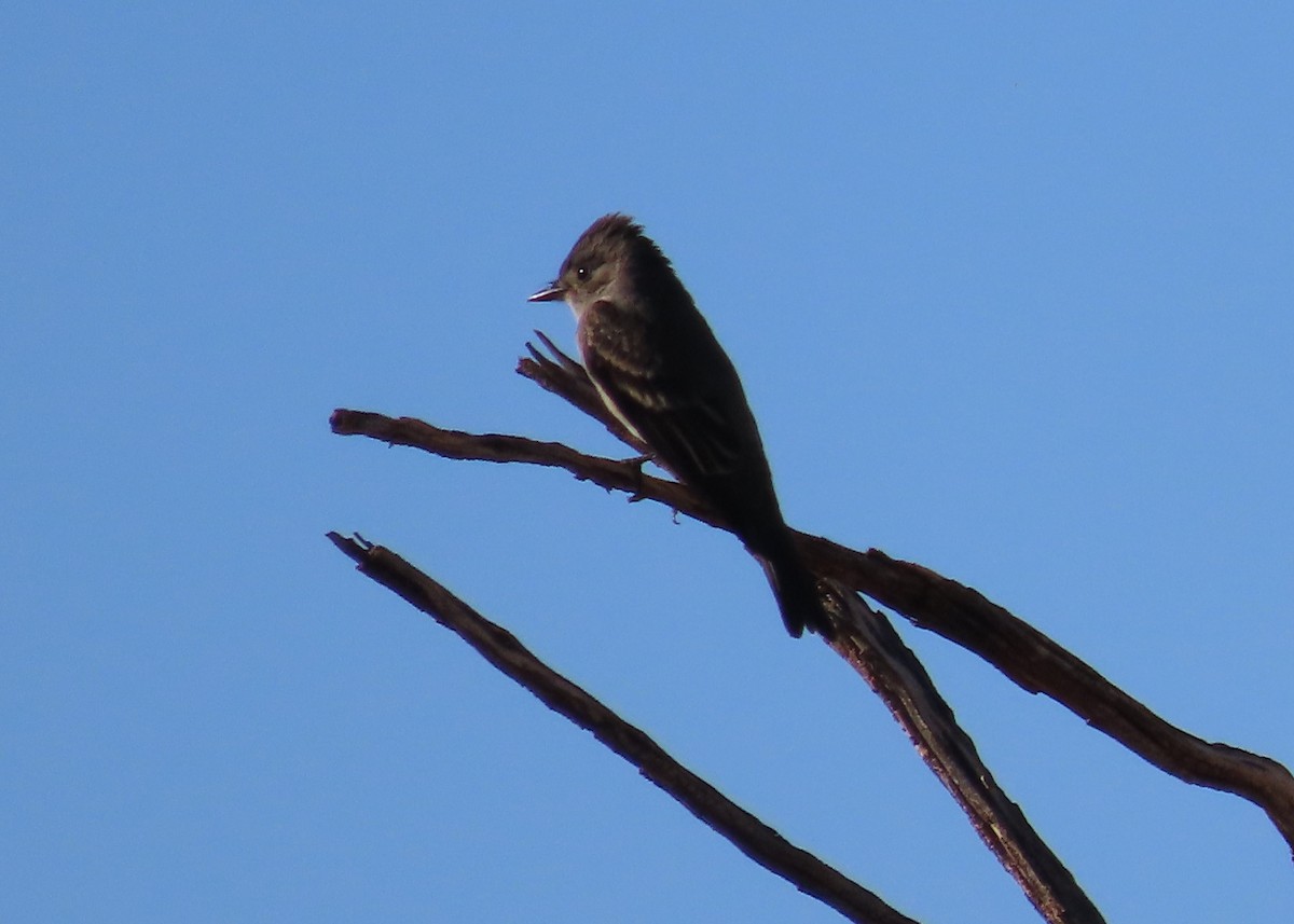 eBird Checklist - 19 Sep 2024 - Comb Wash - 16 species