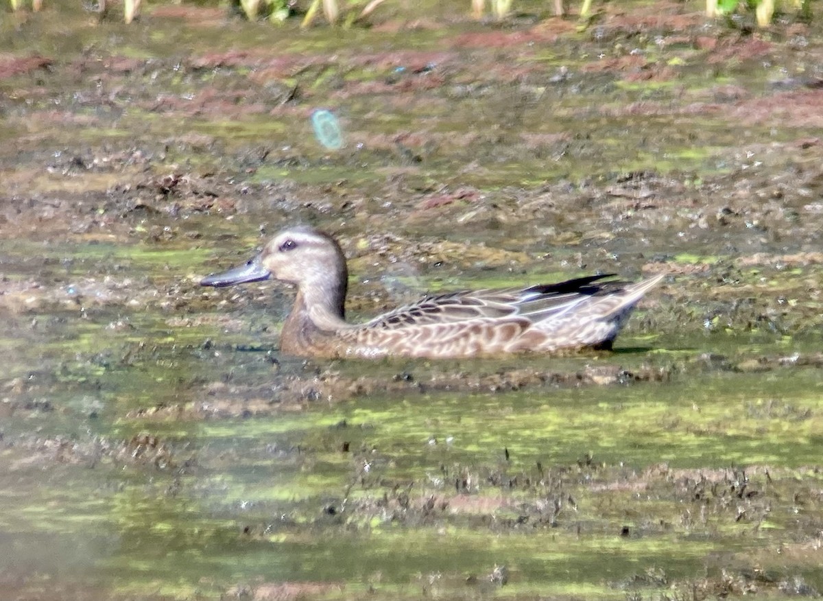 eBird Checklist - 20 Sep 2024 - Arcata Marsh--East & West Ponds - 28 ...