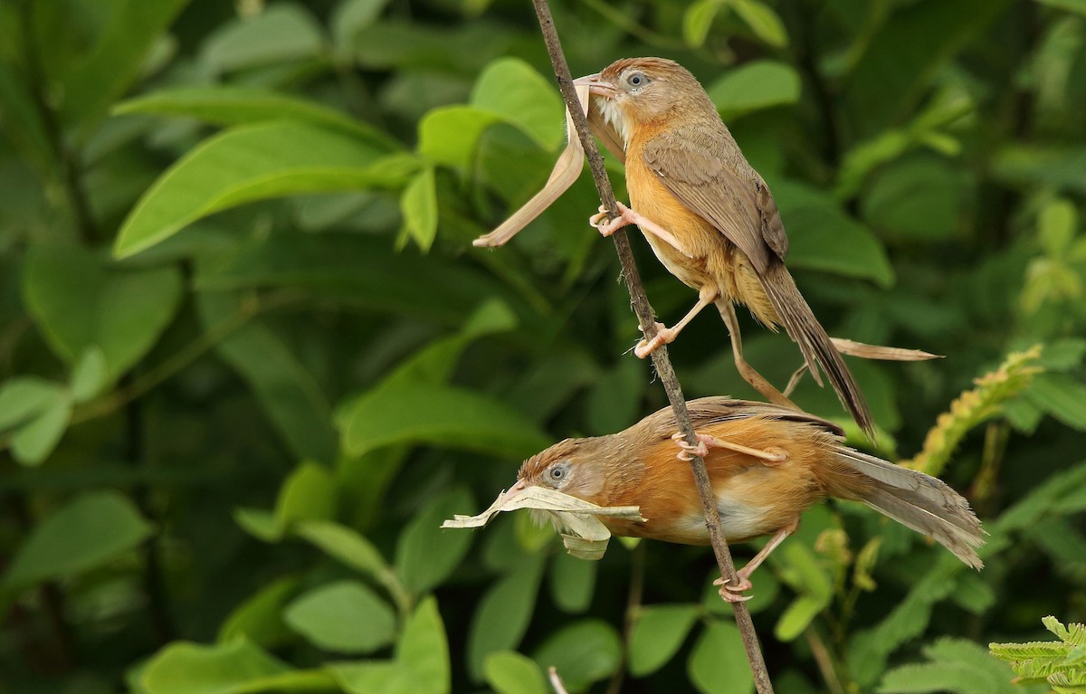 ML62398381 - Tawny-bellied Babbler - Macaulay Library