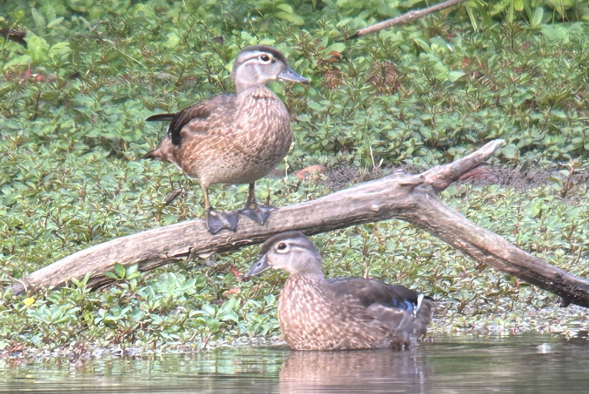 eBird Checklist - 21 Sep 2024 - North Park--Marshall Lake - 20 species