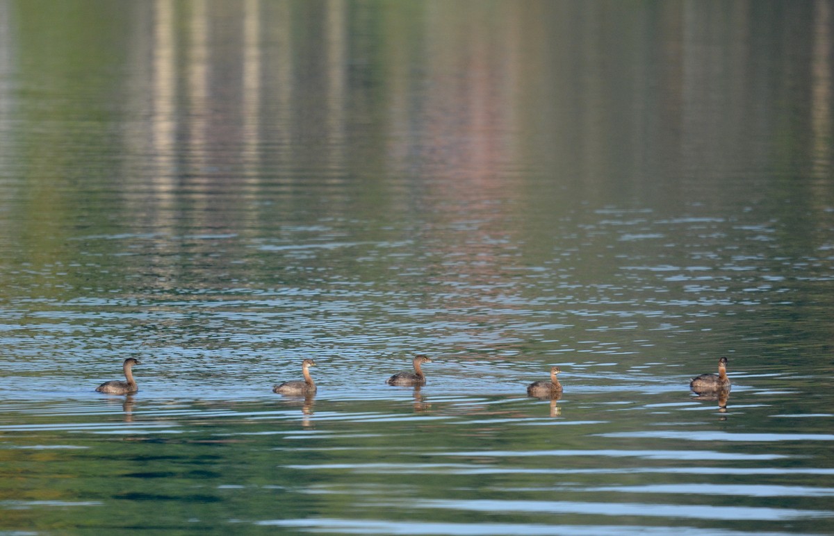 North Carolina Bird Atlas Checklist - 21 Sep 2024 - Beaver Lake Bird ...