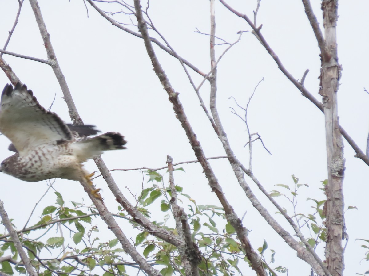 eBird Checklist - 11 Sep 2024 - Beam Station Road, Terrace, British ...