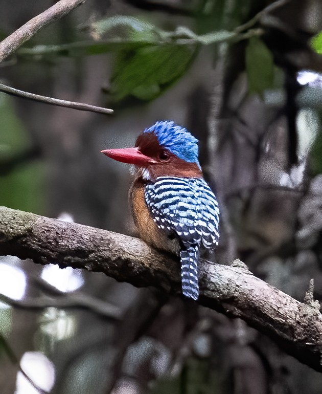 eBird Checklist - 7 Aug 2024 - Taman Nasional Way Kambas - 5 species