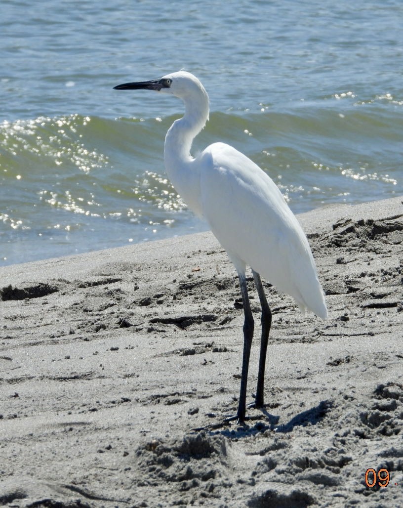 eBird Checklist - 21 Sep 2024 - Jupiter Inlet - 11 species