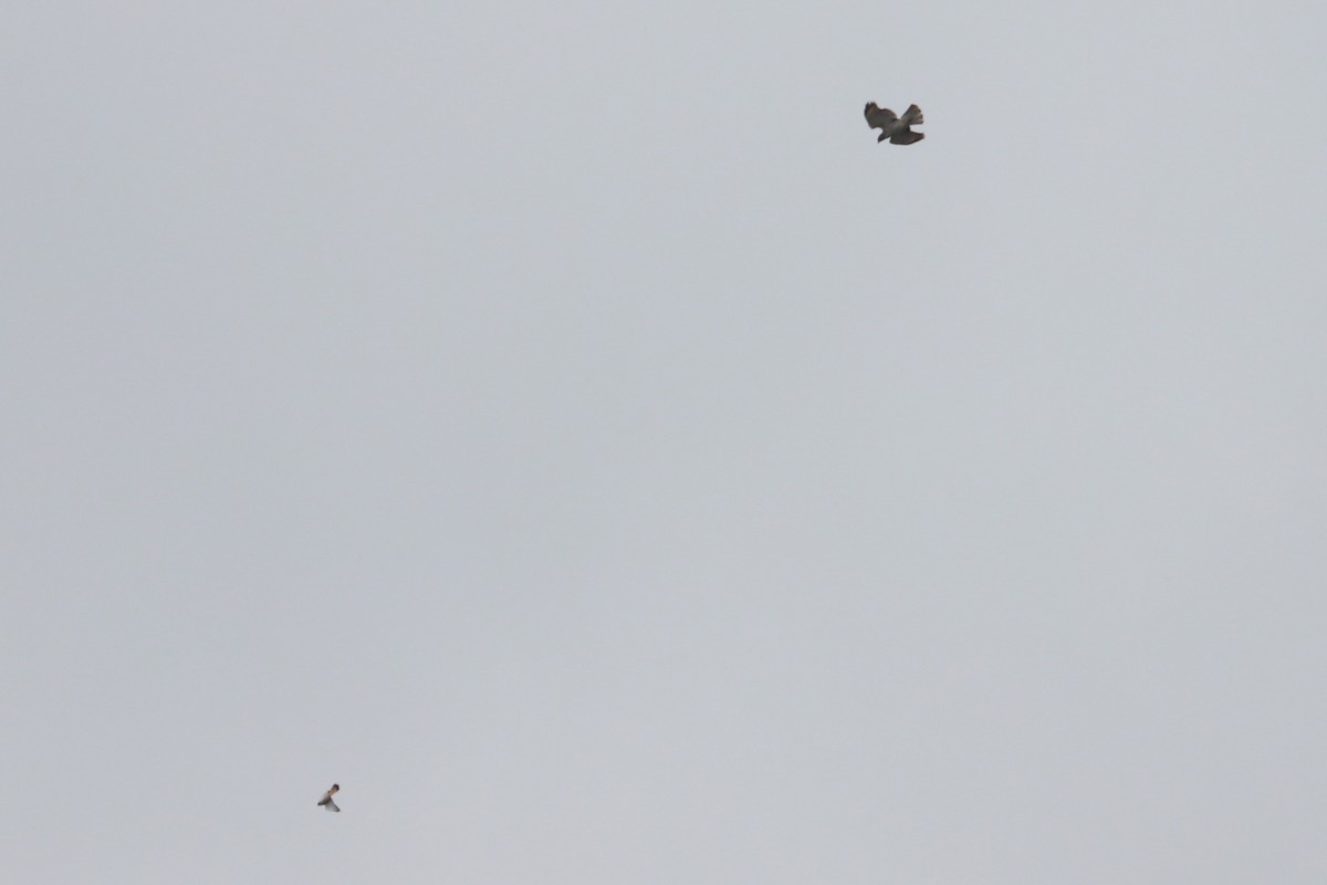 Pennsylvania Bird Atlas Checklist - 21 Sep 2024 - 399 Upper Georges Valley Rd, Spring Mills US ...