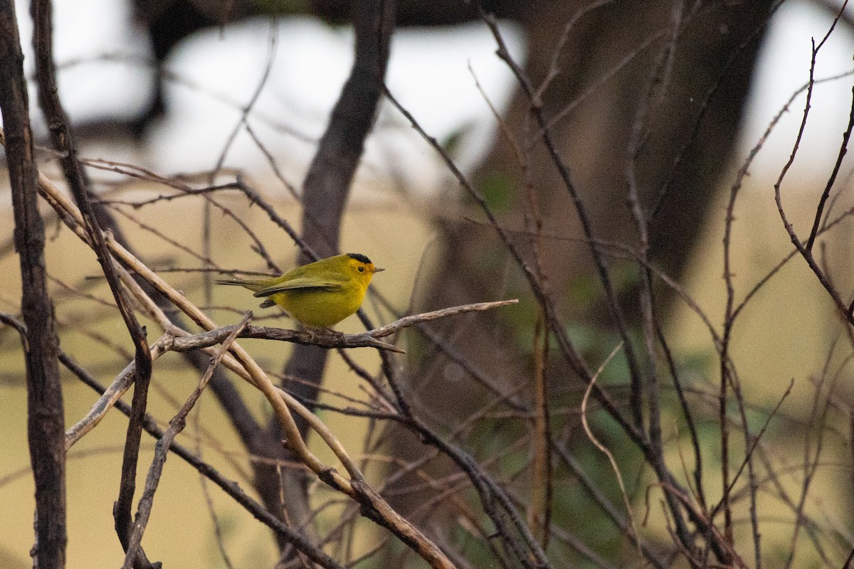 eBird Checklist - 21 Sep 2024 - Cimarron NG--Middle Spring - 13 species ...