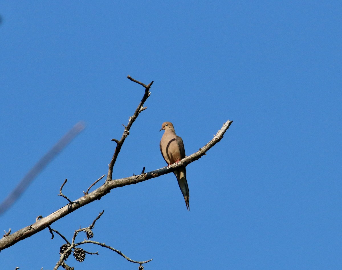 North Carolina Bird Atlas Checklist - 21 Sep 2024 - Haw River SP--Iron ...