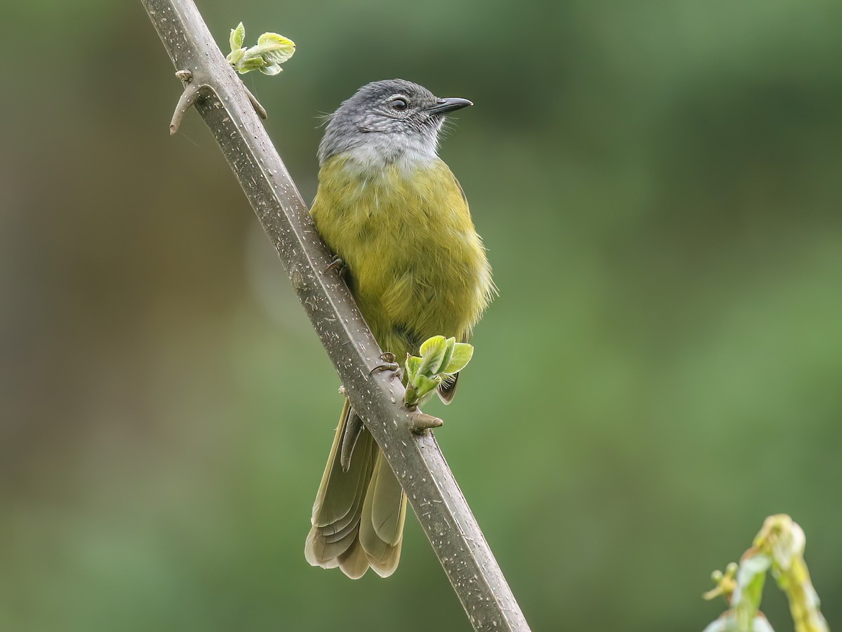 Kikuyu Mountain Greenbul - Arizelocichla kikuyuensis - Birds of the World