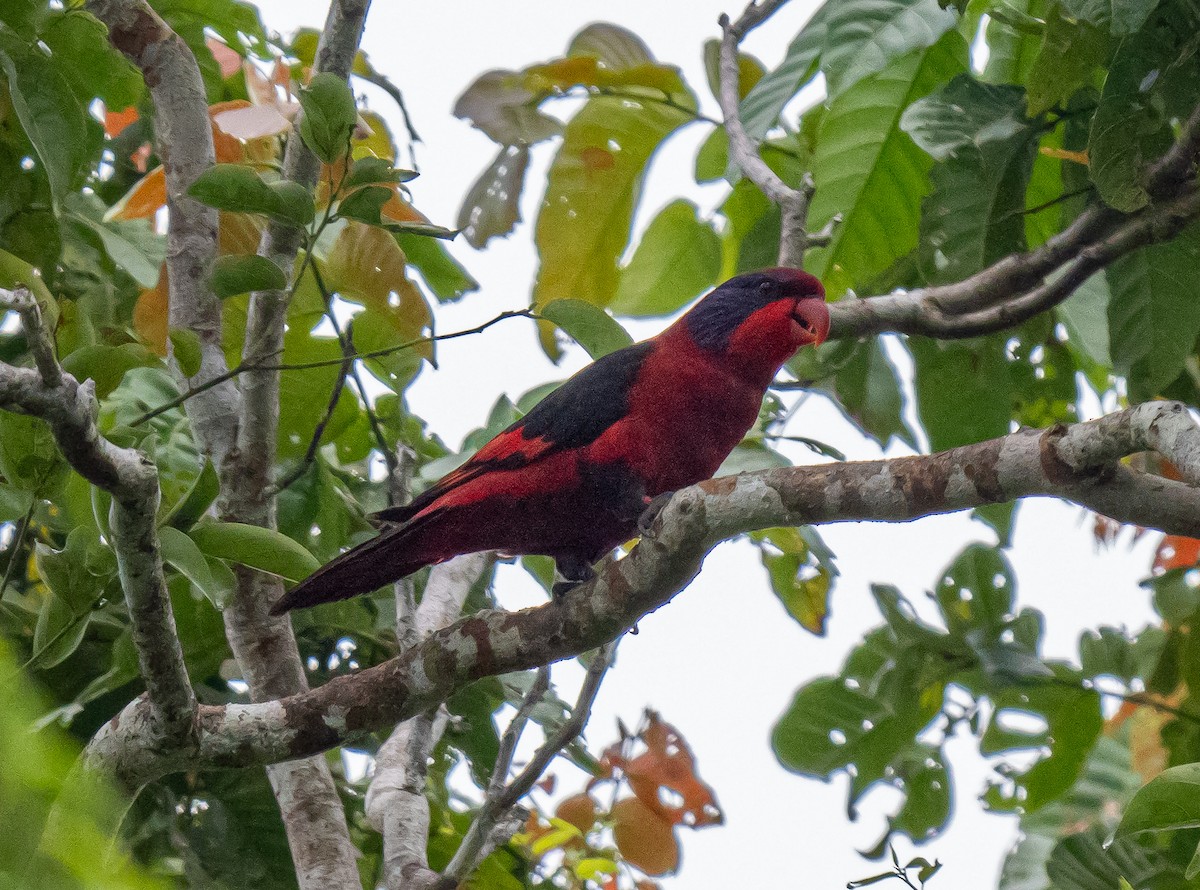 ML624024086 - Black-winged Lory - Macaulay Library