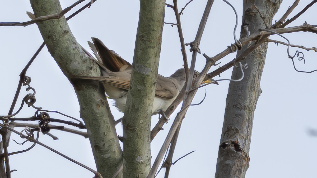 eBird Checklist - 21 Sep 2024 - Point Lookout State Park - 37 species