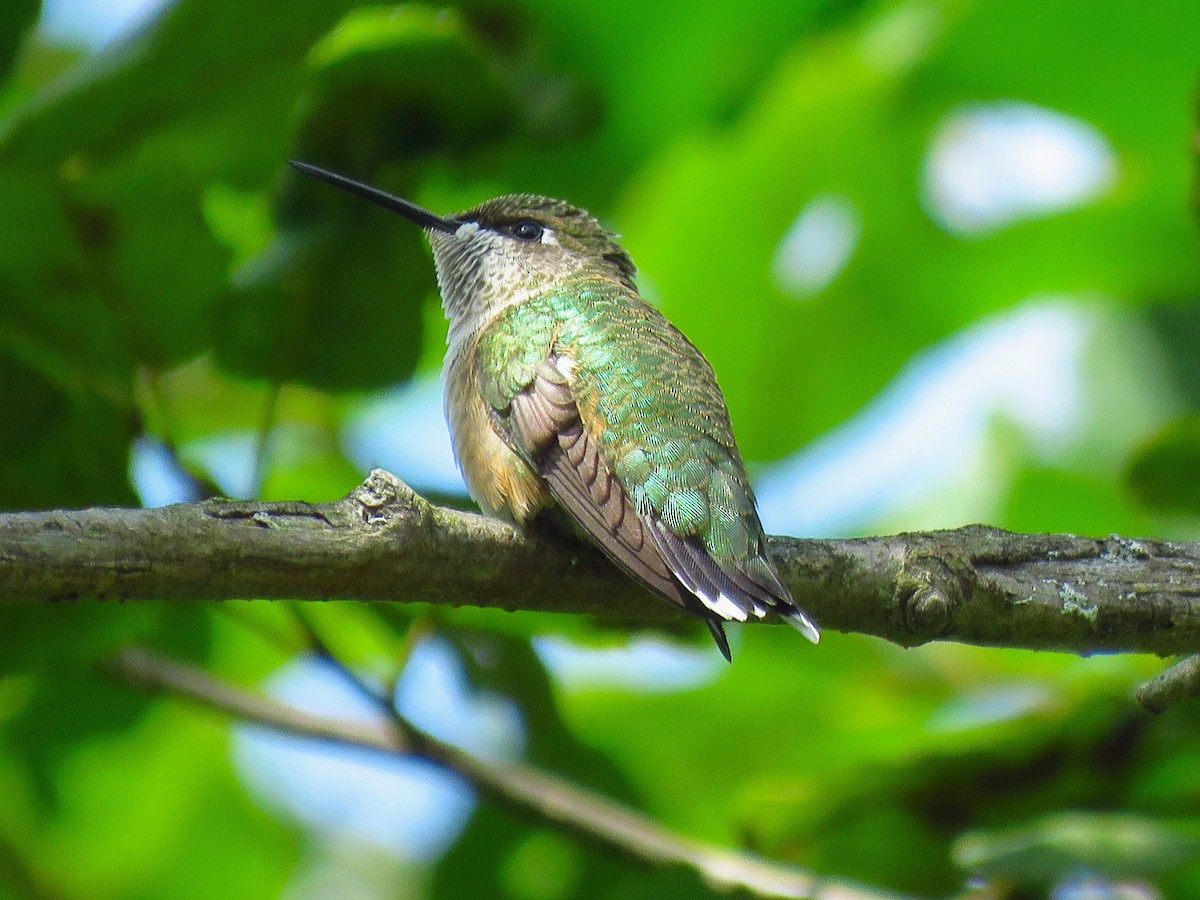 eBird Checklist - 20 Aug 2024 - Parry Sound--Rose Point Trail - 46 species