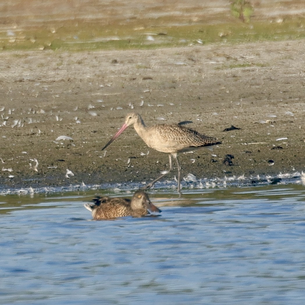 eBird Checklist - 22 Sep 2024 - Jamaica Bay Wildlife Refuge - 65 ...