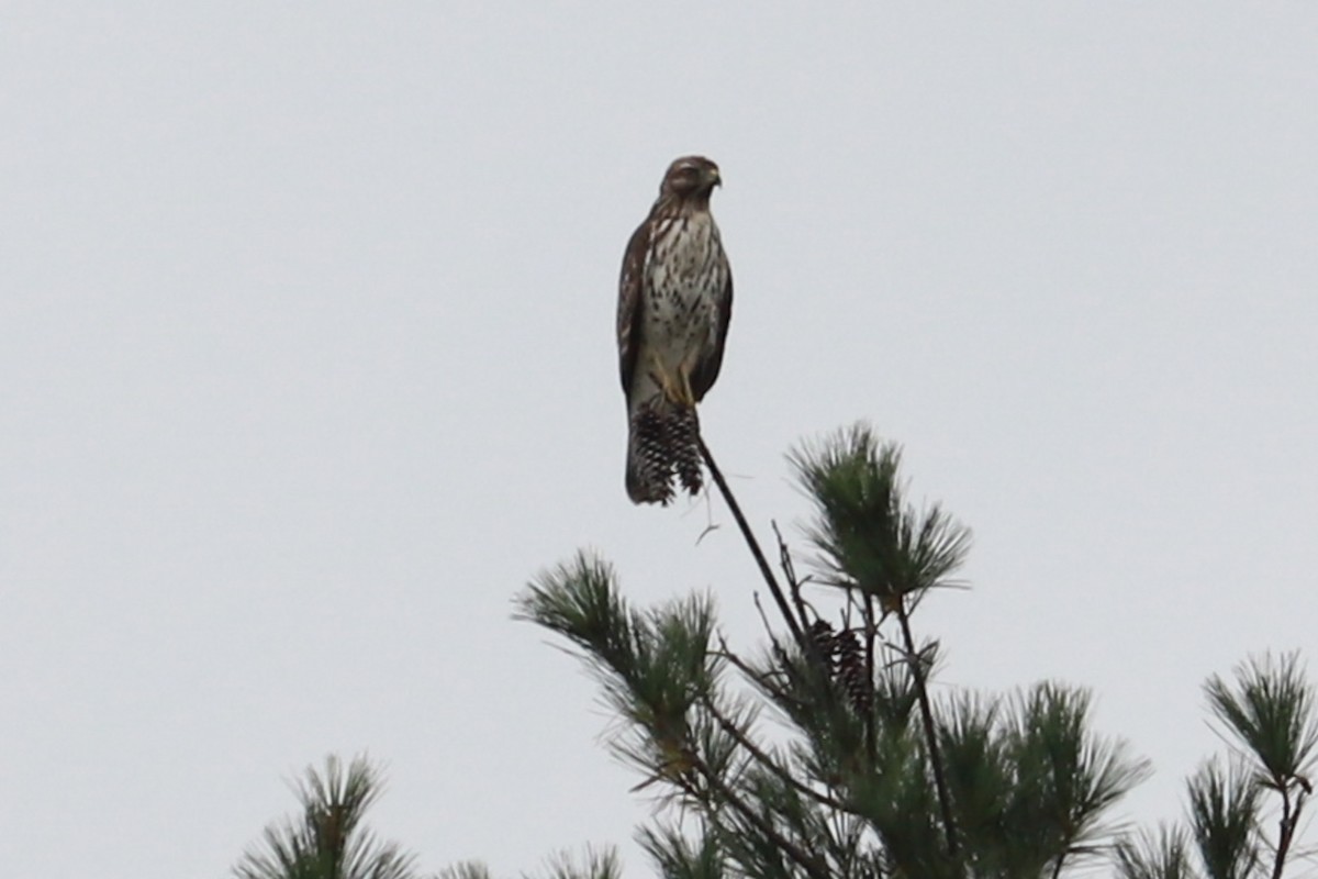 Pennsylvania Bird Atlas Checklist - 22 Sep 2024 - 399 Upper Georges Valley Rd, Spring Mills US ...