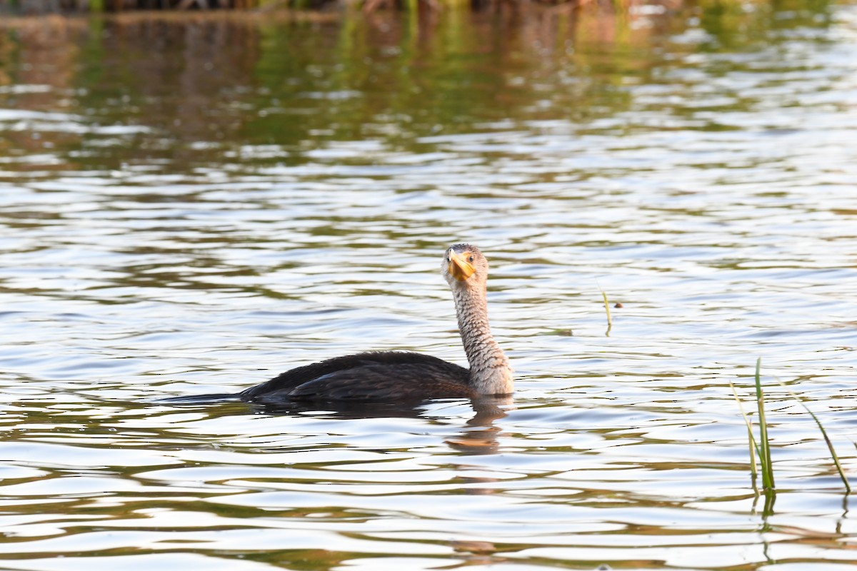 eBird Checklist - 22 Sep 2024 - Marais Léon Provancher - 27 species