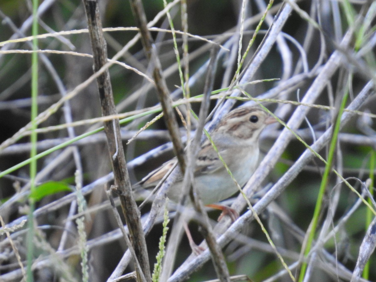 ML624053888 - Clay-colored Sparrow - Macaulay Library