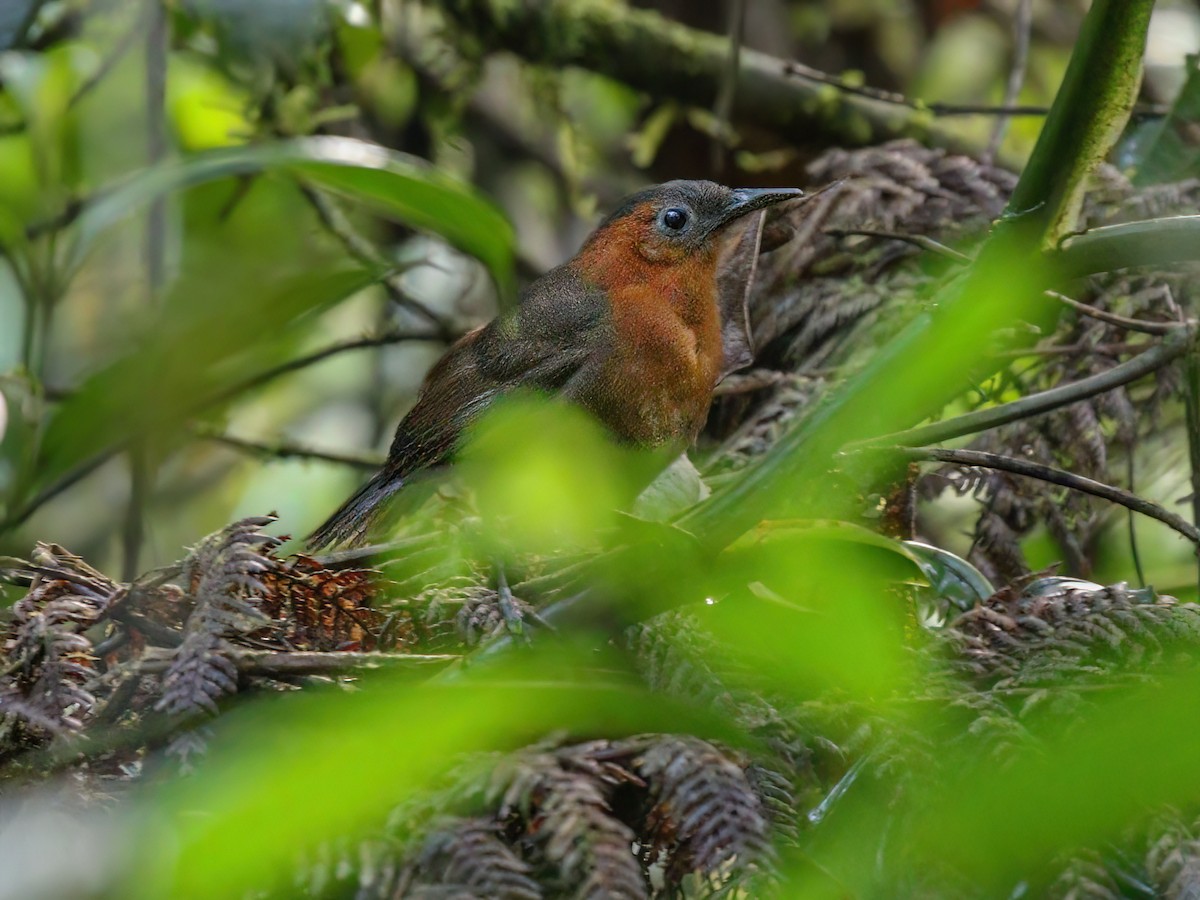 Southern Chestnut-breasted Wren - Cyphorhinus thoracicus - Birds of the ...