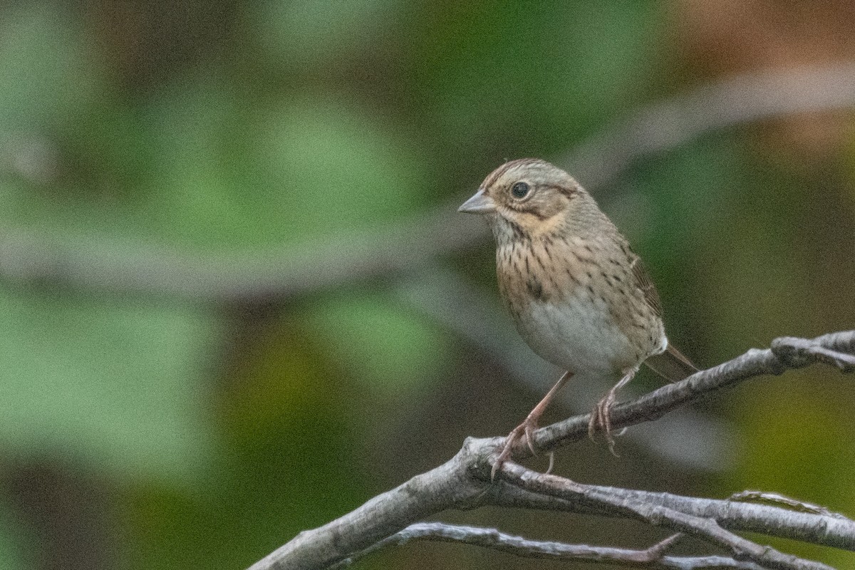Pennsylvania Bird Atlas Checklist - 22 Sep 2024 - Barking Slopes - 20 ...