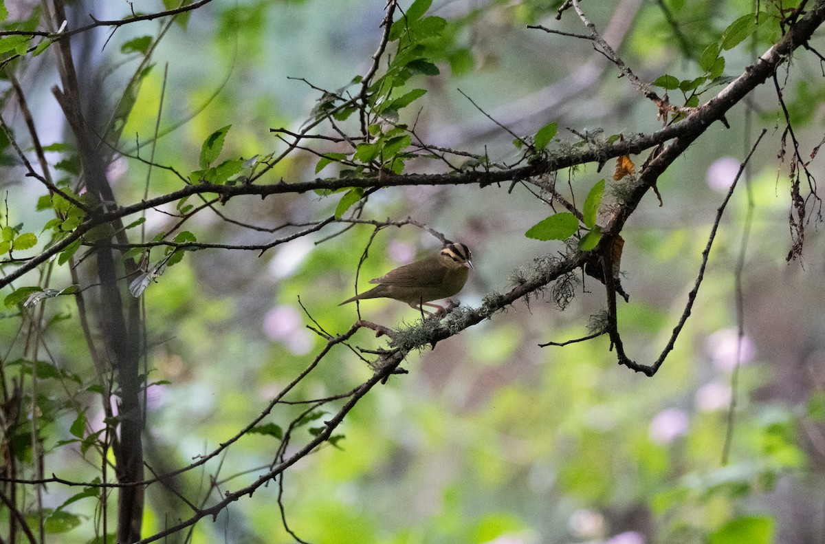eBird Checklist - 22 Sep 2024 - Quintana Neotropical Bird Sanctuary (UTC 121) - 8 species (+1 ...
