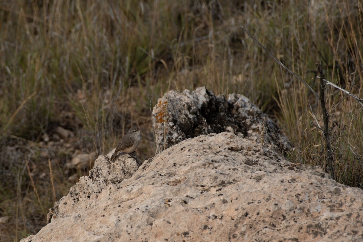 eBird Checklist - 22 Sep 2024 - Cimarron NG--Point of Rocks - 11 species