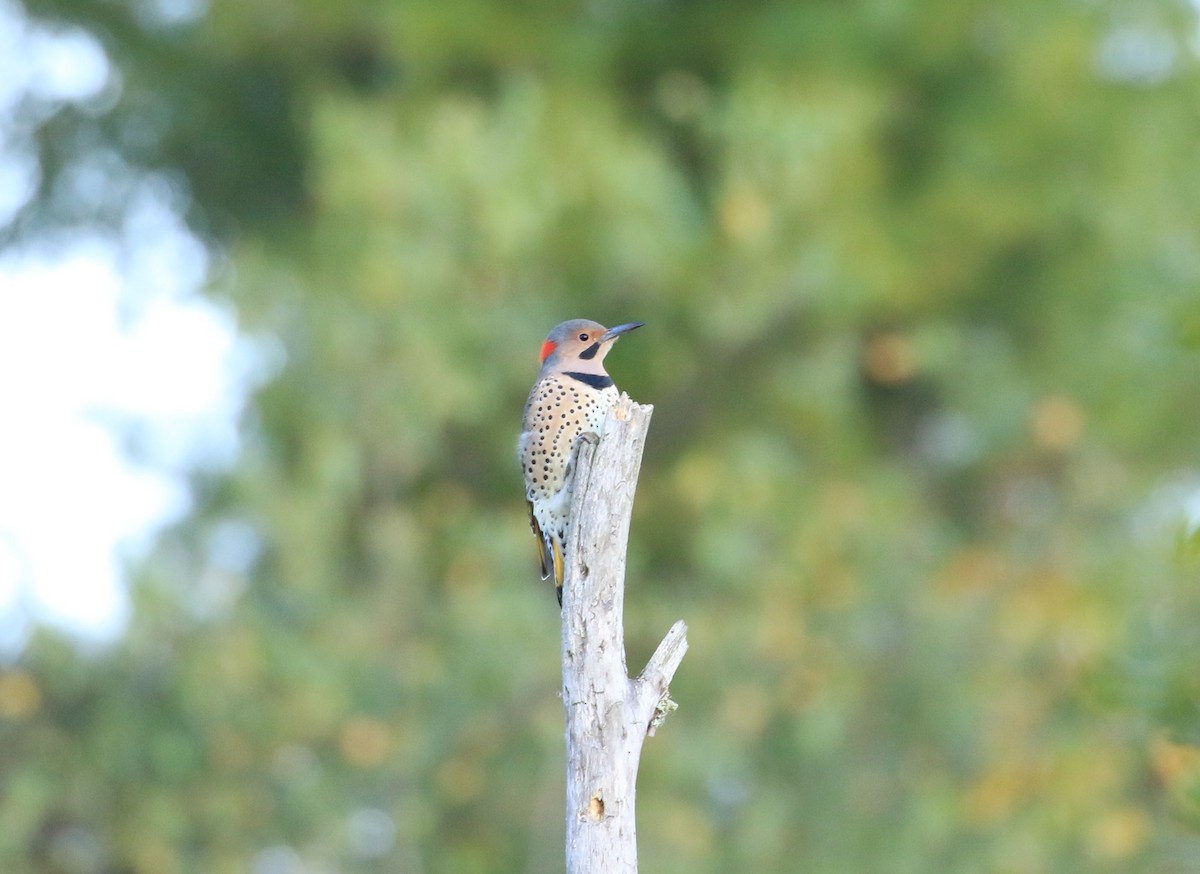 eBird Checklist - 23 Sep 2024 - Rustlewood Farm (KLT) - 36 species