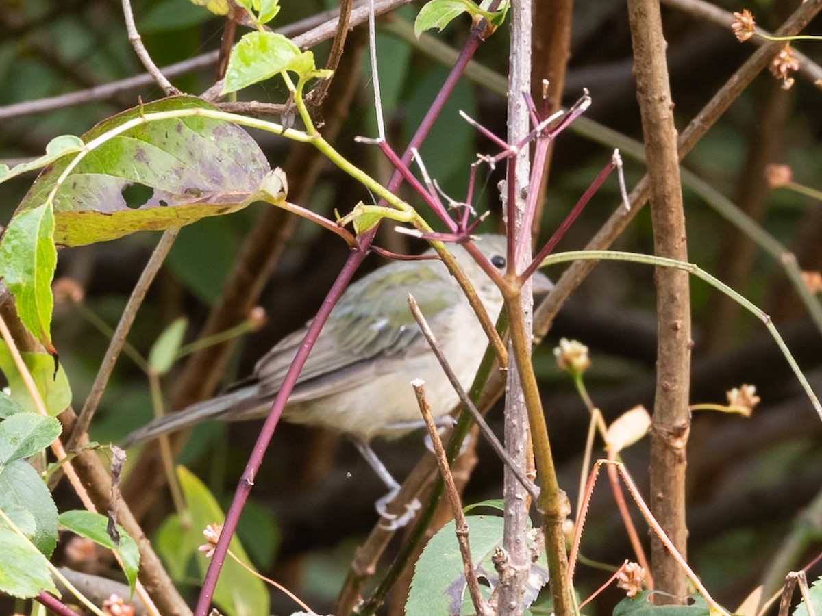 eBird Checklist - 23 Sep 2024 - Fresh Meadows Preserve - 27 species
