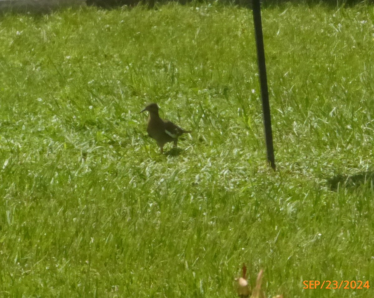 eBird Checklist - 23 Sep 2024 - 1785 Edith Ave. Yard List 26.9412x-82. ...