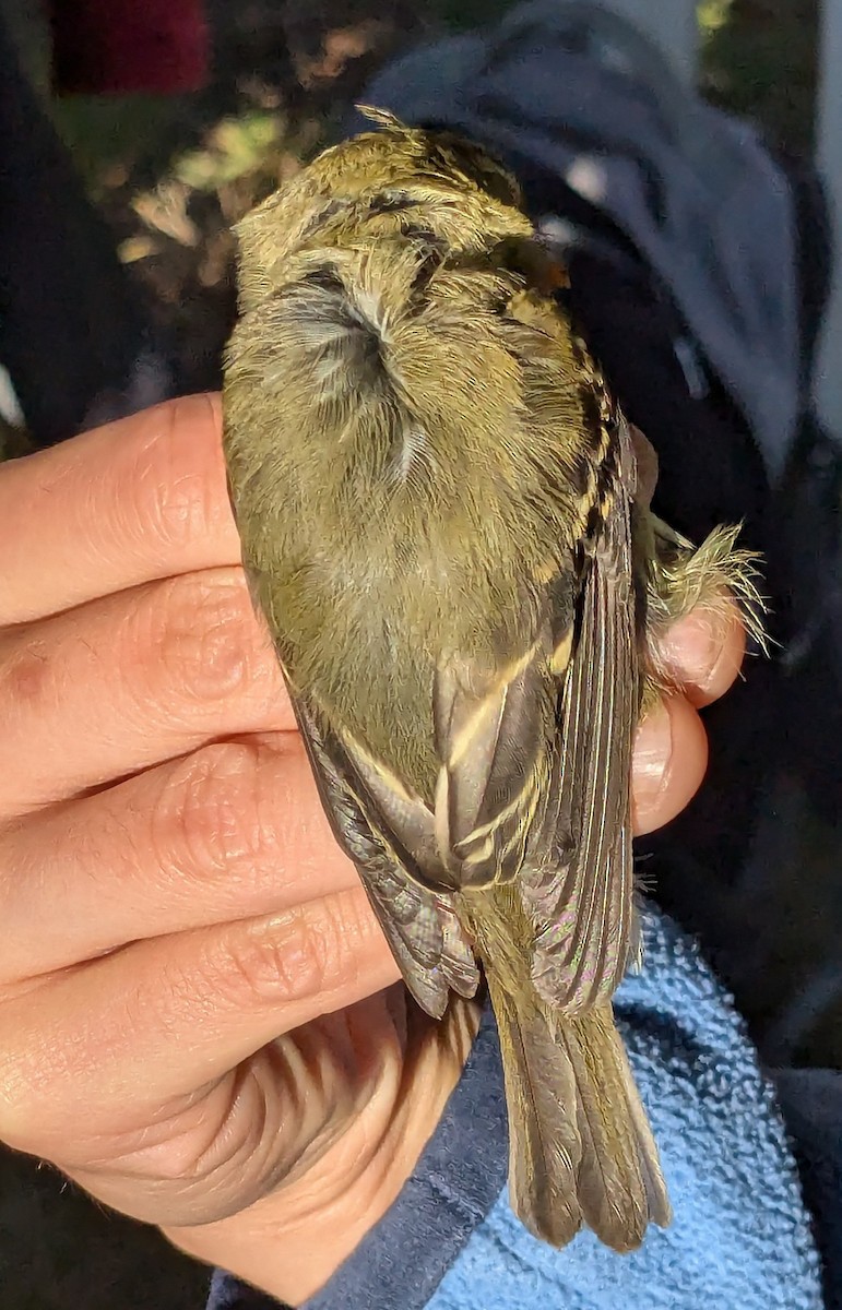 ML624087798 - Yellow-bellied Flycatcher - Macaulay Library
