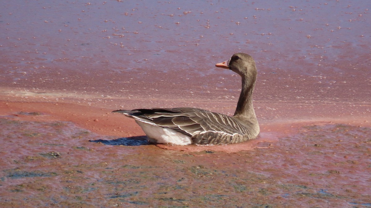 eBird Checklist - 23 Sep 2024 - Paloma Ranch - 65 species