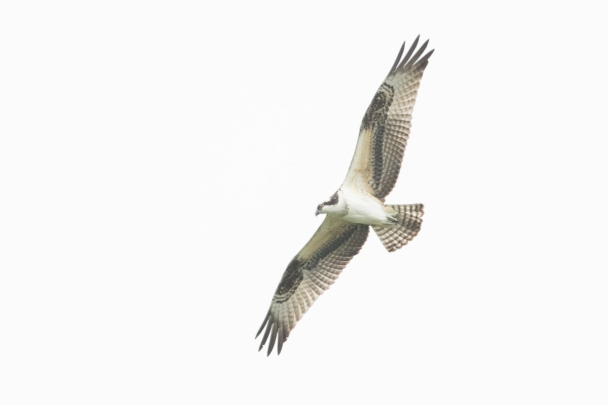 eBird Checklist - 23 Sep 2024 - Holiday Beach CA--Hawk Tower - 71 ...