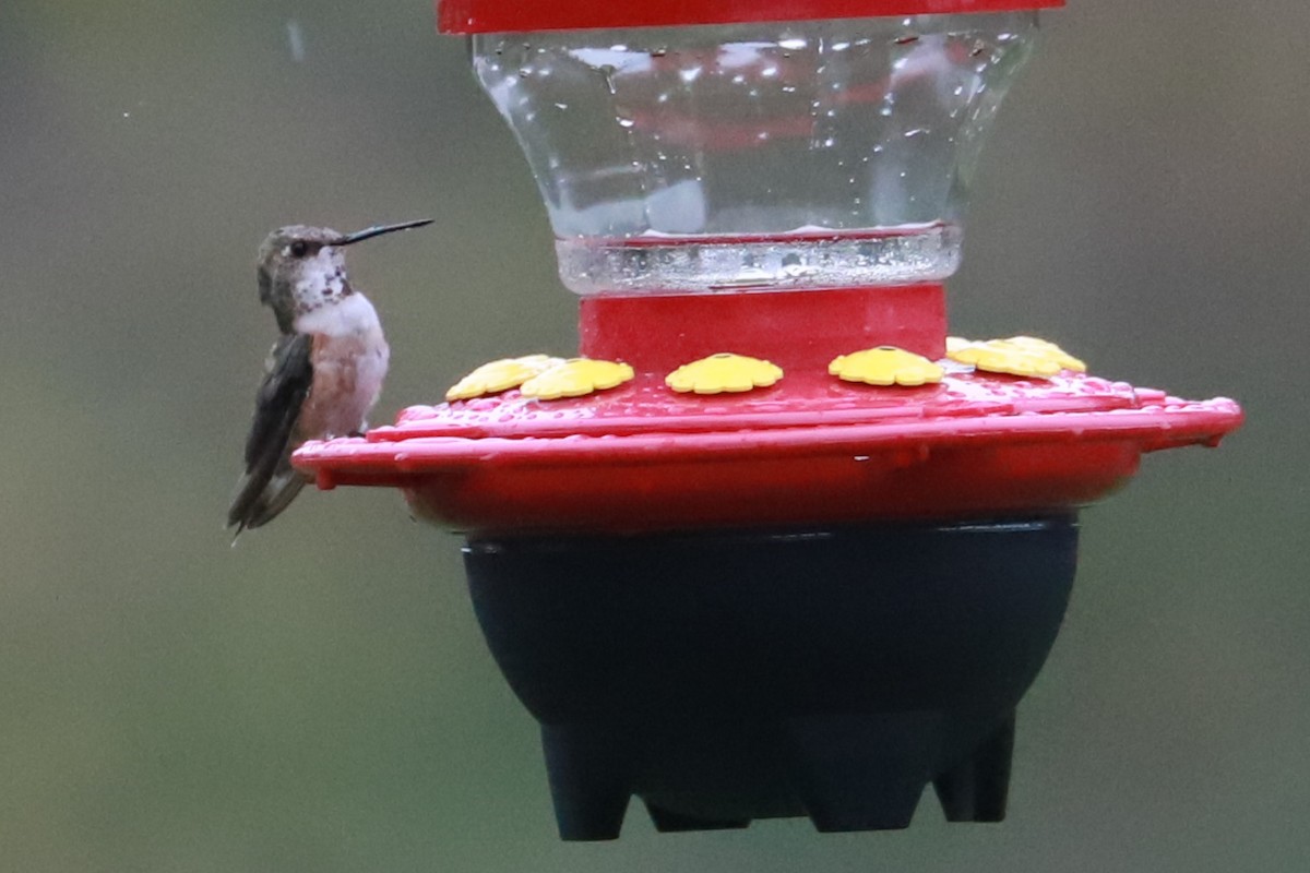 Pennsylvania Bird Atlas Checklist - 24 Sep 2024 - 399 Upper Georges Valley Rd, Spring Mills US ...