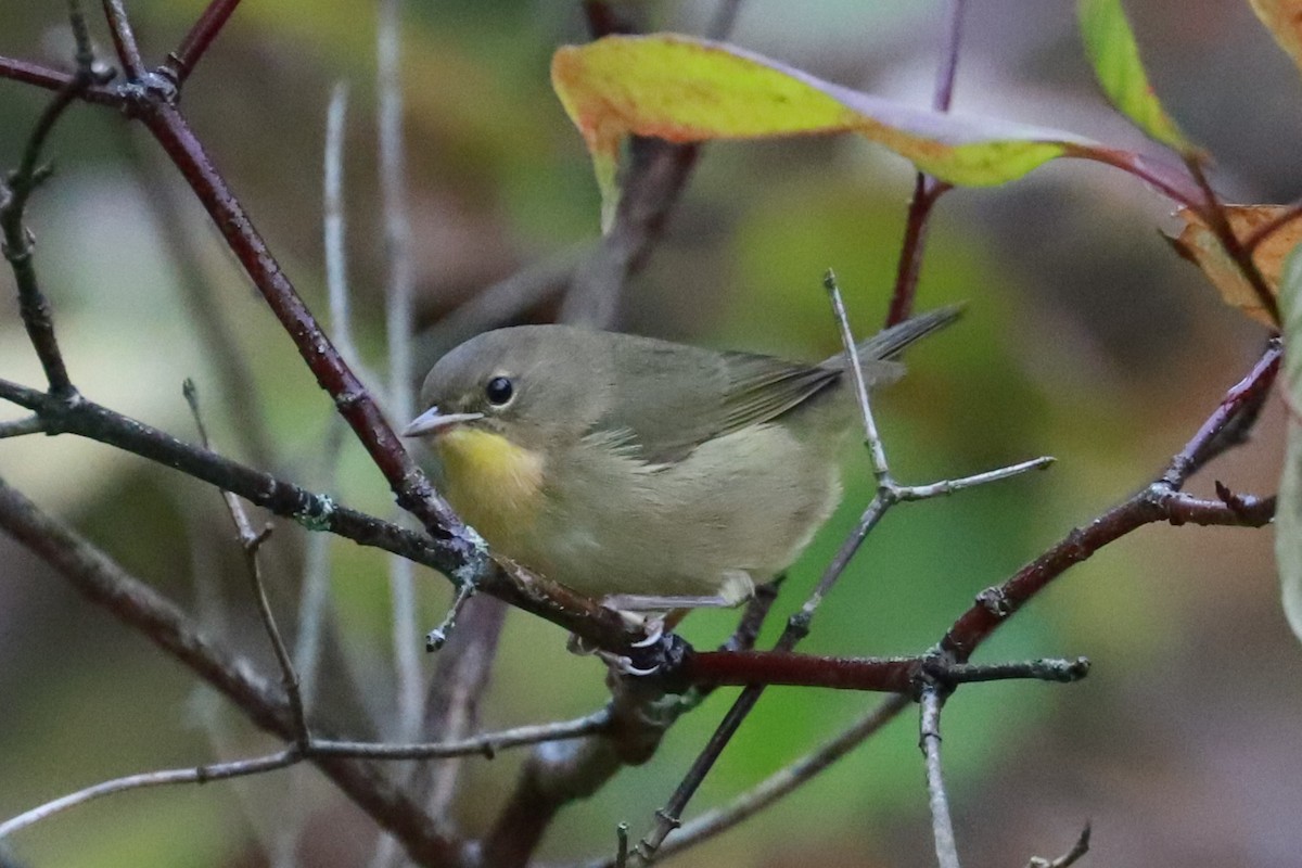 Pennsylvania Bird Atlas Checklist - 24 Sep 2024 - 197 Egg Hill Rd ...