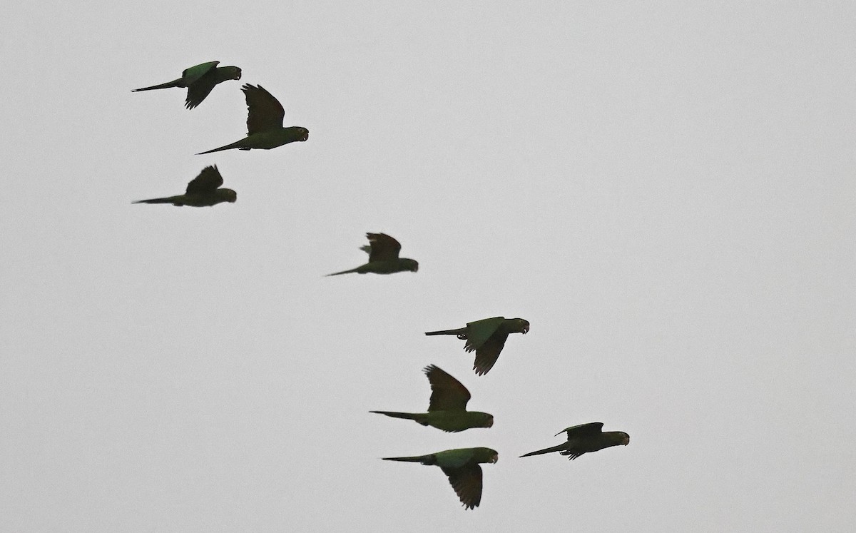 eBird Checklist - 9 Sep 2023 - Roadside Stop - 11 species