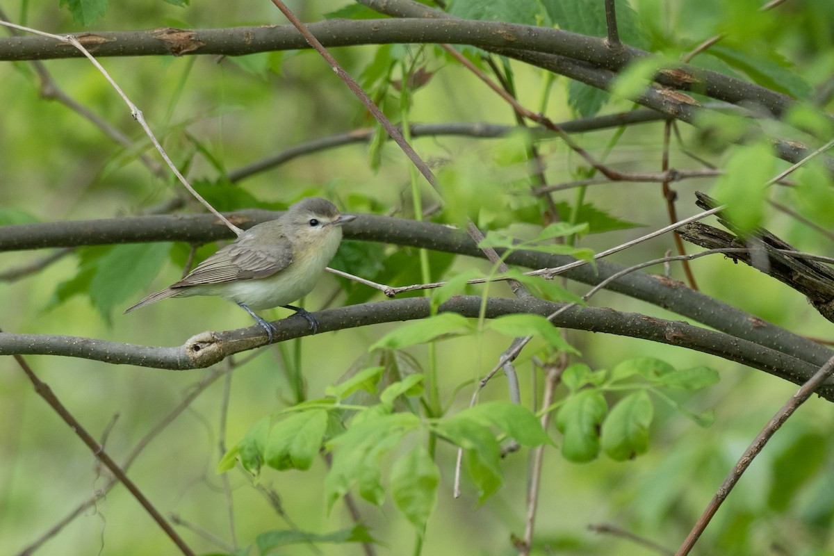 ML624140327 - Warbling Vireo (Eastern) - Macaulay Library