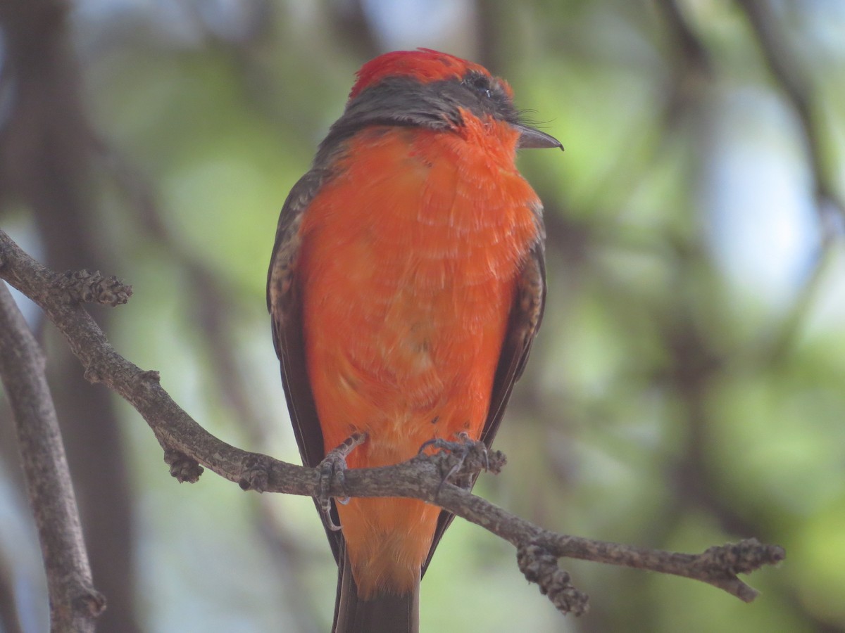 eBird Checklist - 25 Sep 2024 - Riparian Preserve at Gilbert Water ...