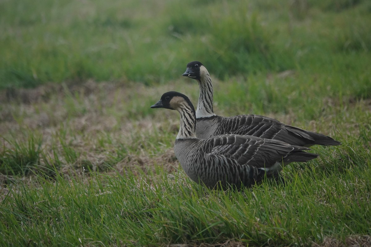eBird Checklist - 22 Sep 2024 - Hakalau Forest NWR--Pua Akala Tract ...