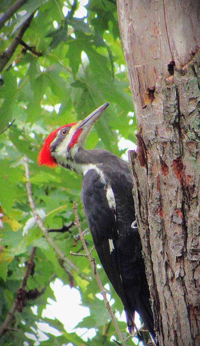 Pennsylvania Bird Atlas Checklist - 23 Sep 2024 - Home - Cocker Dr - 21 ...