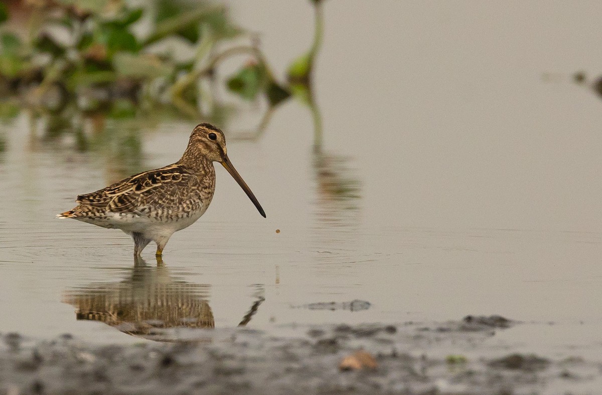 eBird Checklist - 25 Sep 2024 - Pousada Piuval--Rio Bento Gomes - 50 ...
