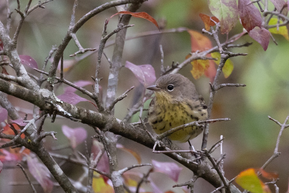 Pennsylvania Bird Atlas Checklist - 25 Sep 2024 - Powdermill Nature ...