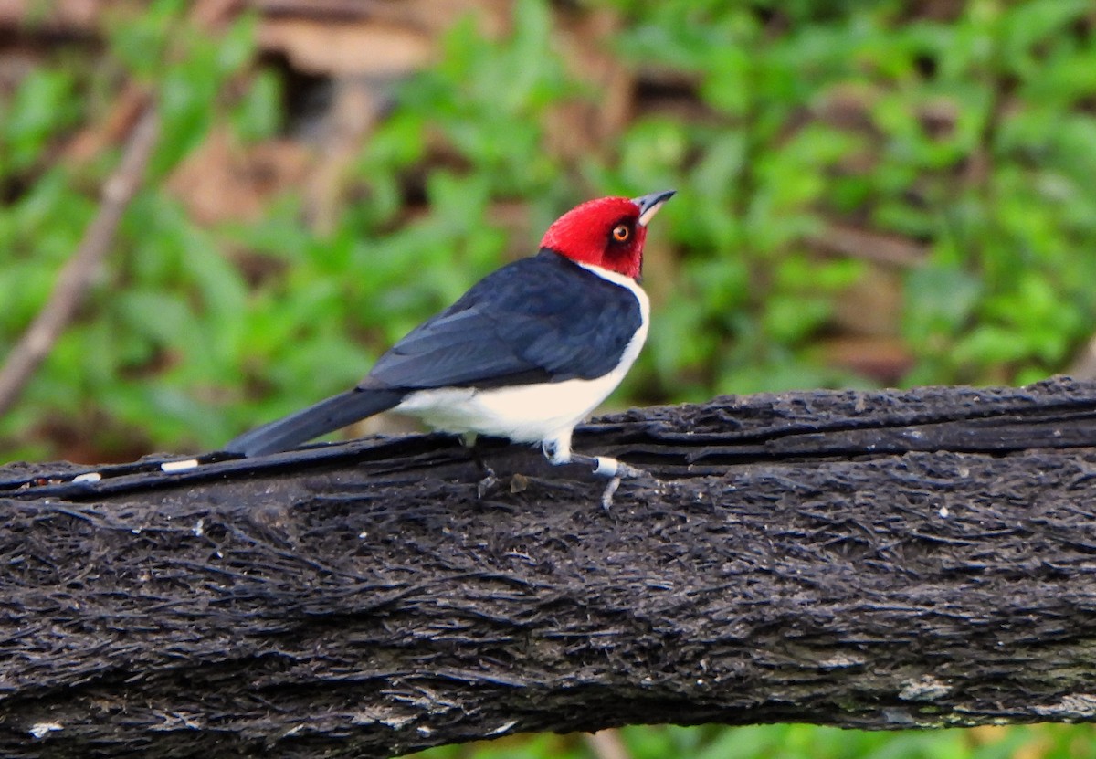 ML624182517 - Red-capped Cardinal - Macaulay Library
