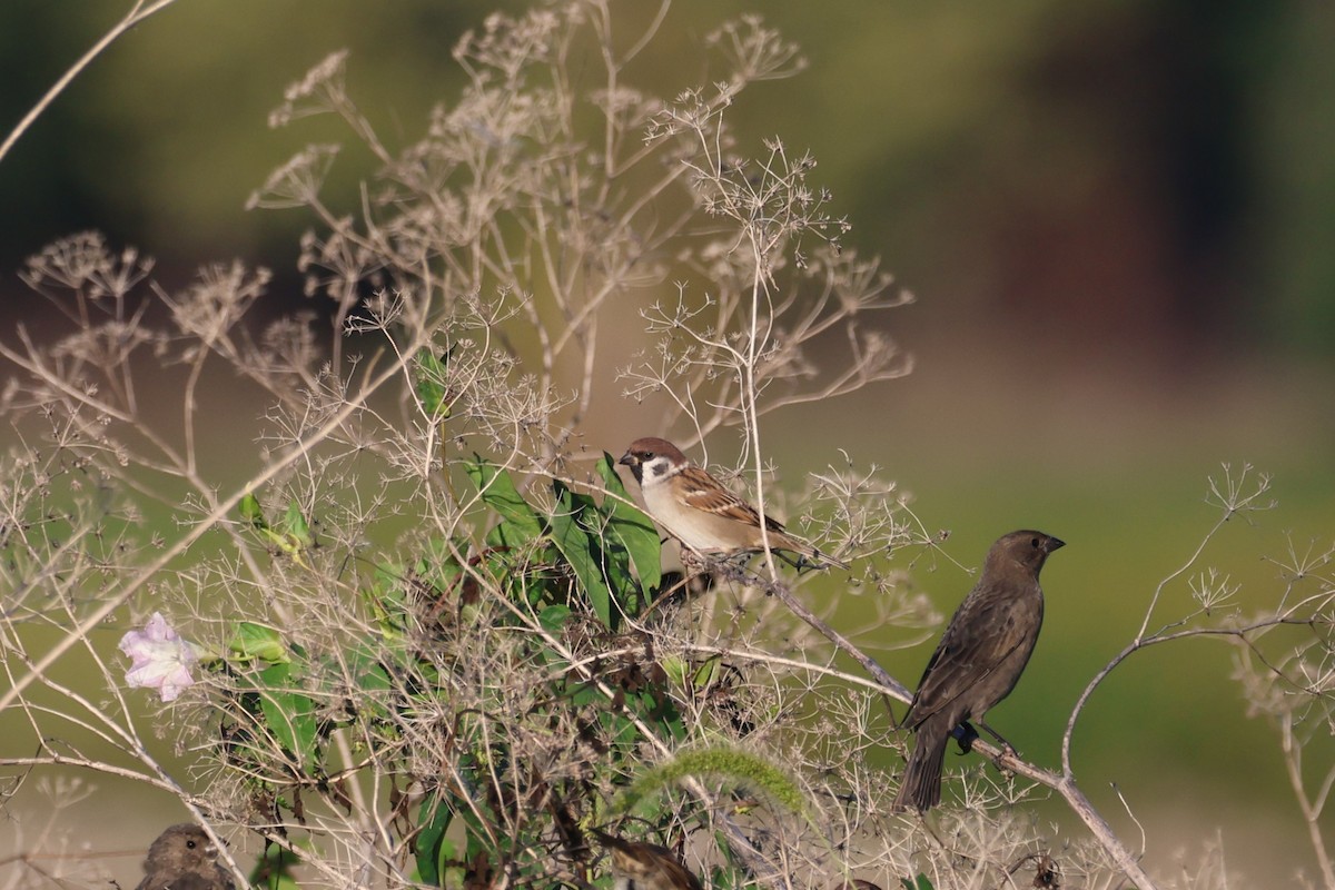 eBird Checklist - 25 Sep 2024 - Kickapoo Creek County Park - 50 species ...